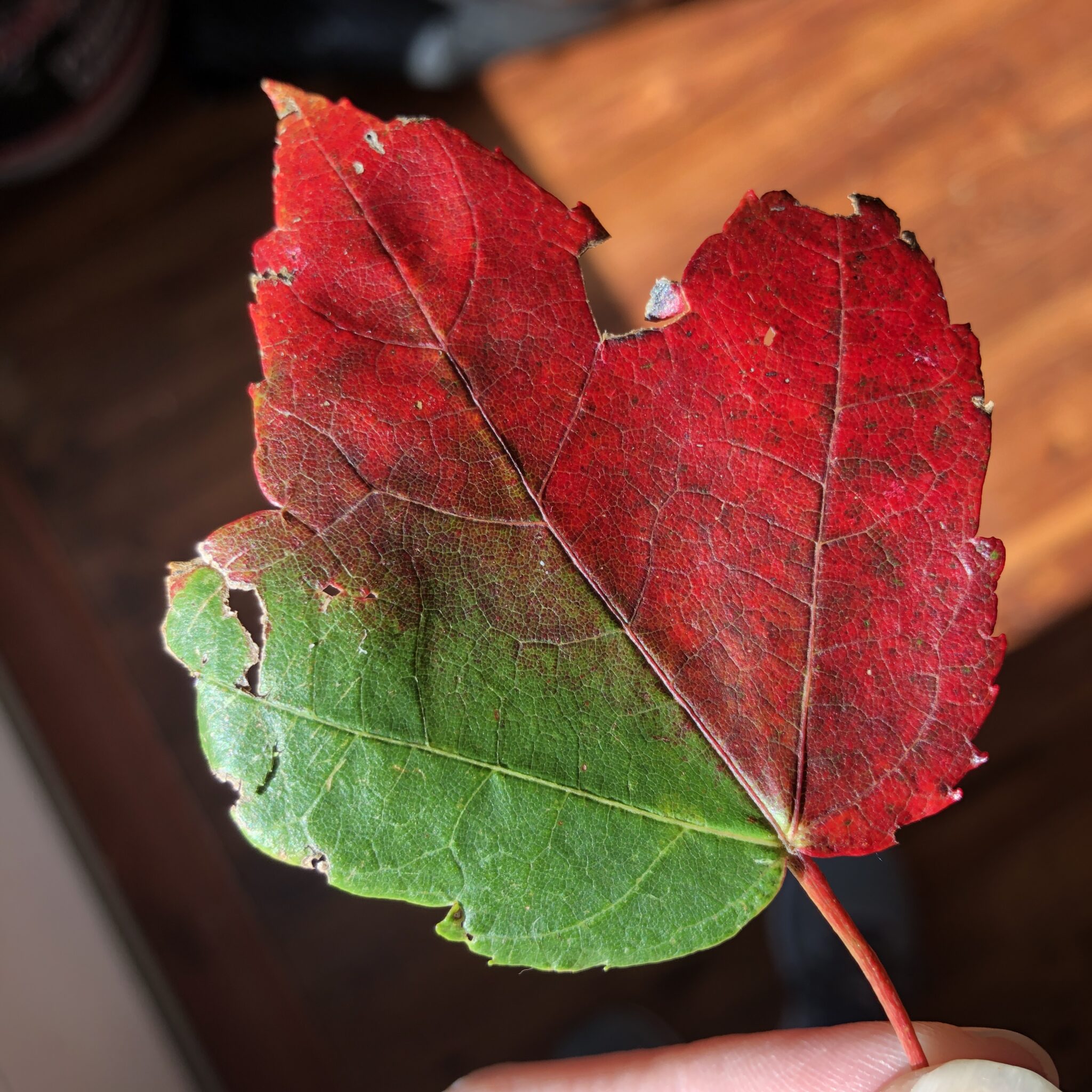 Capture the Wonder of Autumn with New England's Fall Foliage Crochet ...
